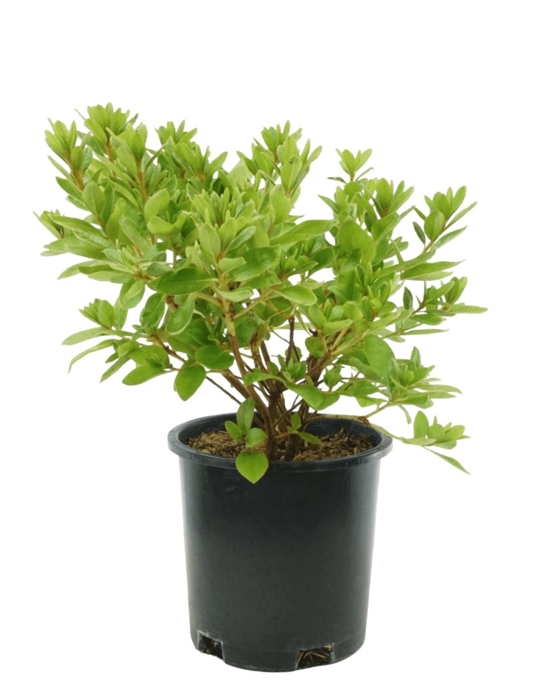 Azalea 'Everest' – The Garden Corner