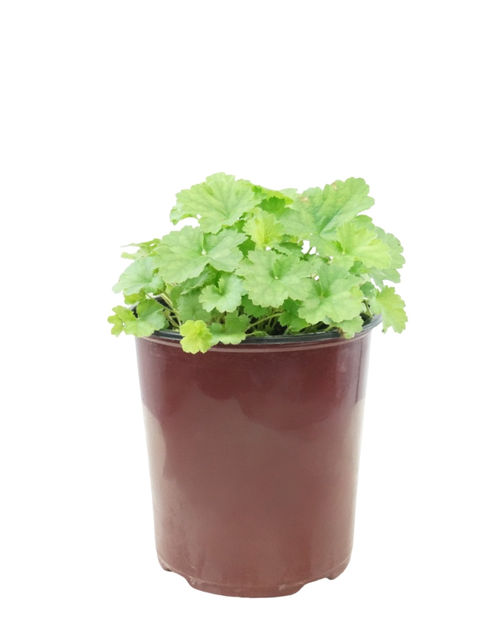 Heuchera 'Ruby Bells' - Mounding Perennial – The Garden Corner