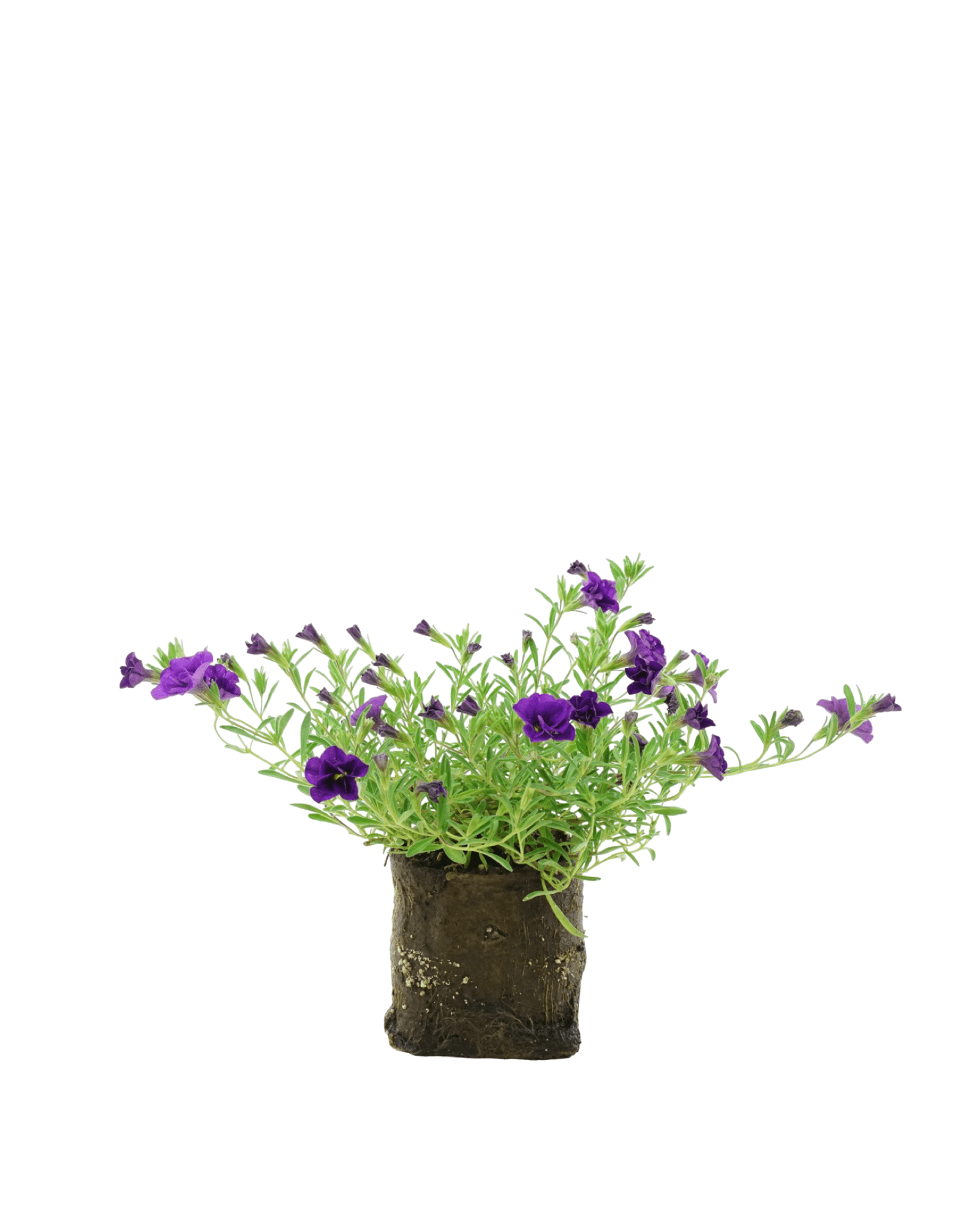 Calibrachoa 'Minifamous Double Dark Blue' – The Garden Corner