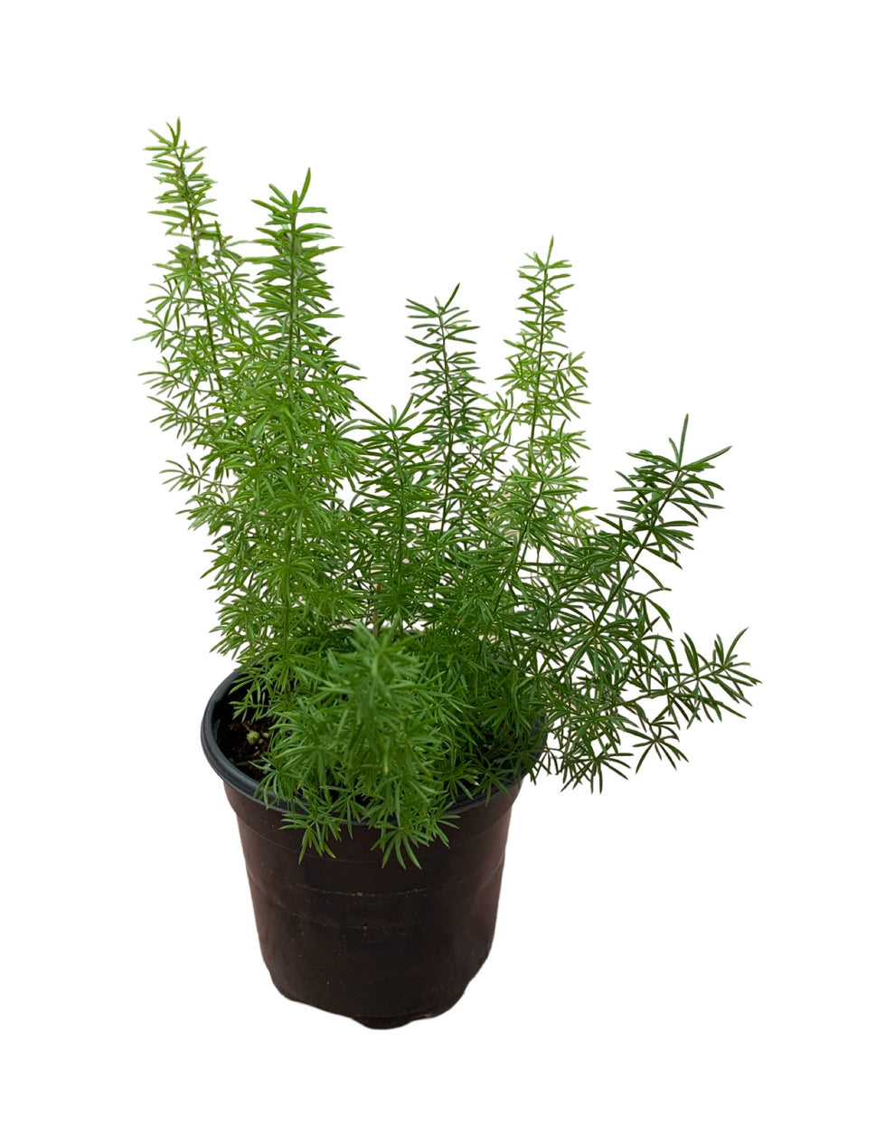 Asparagus densiflorus 'Myers' – The Garden Corner