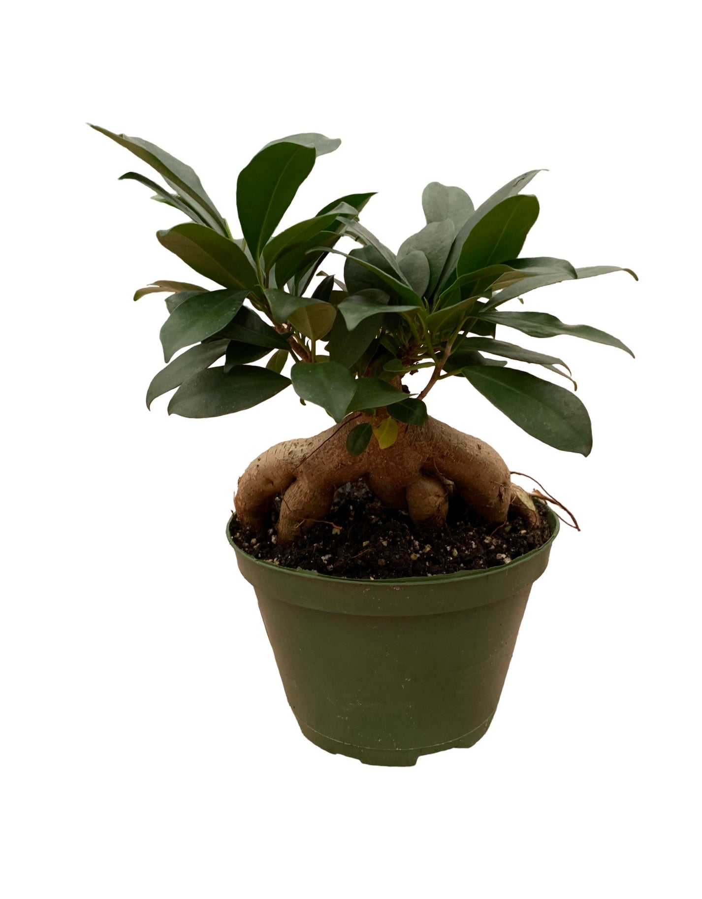 Ficus retusa – The Garden Corner