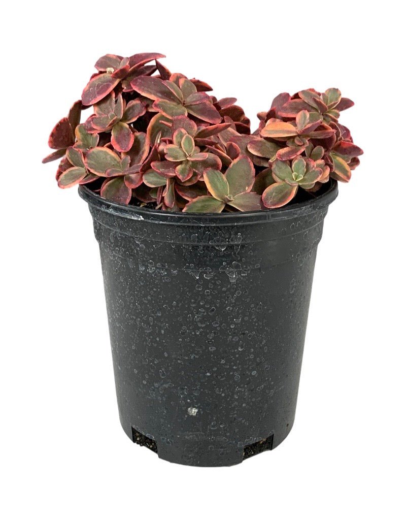 Sedum 'Wildfire' – The Garden Corner