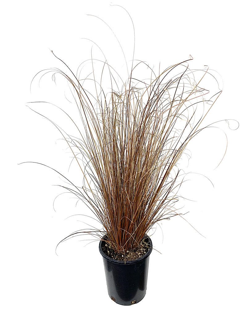 Carex 'Red Rooster' – The Garden Corner