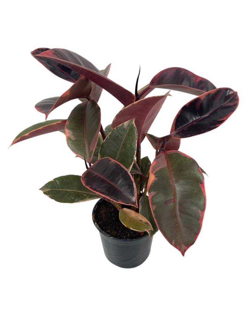 Ficus elastica 'Ruby' – The Garden Corner