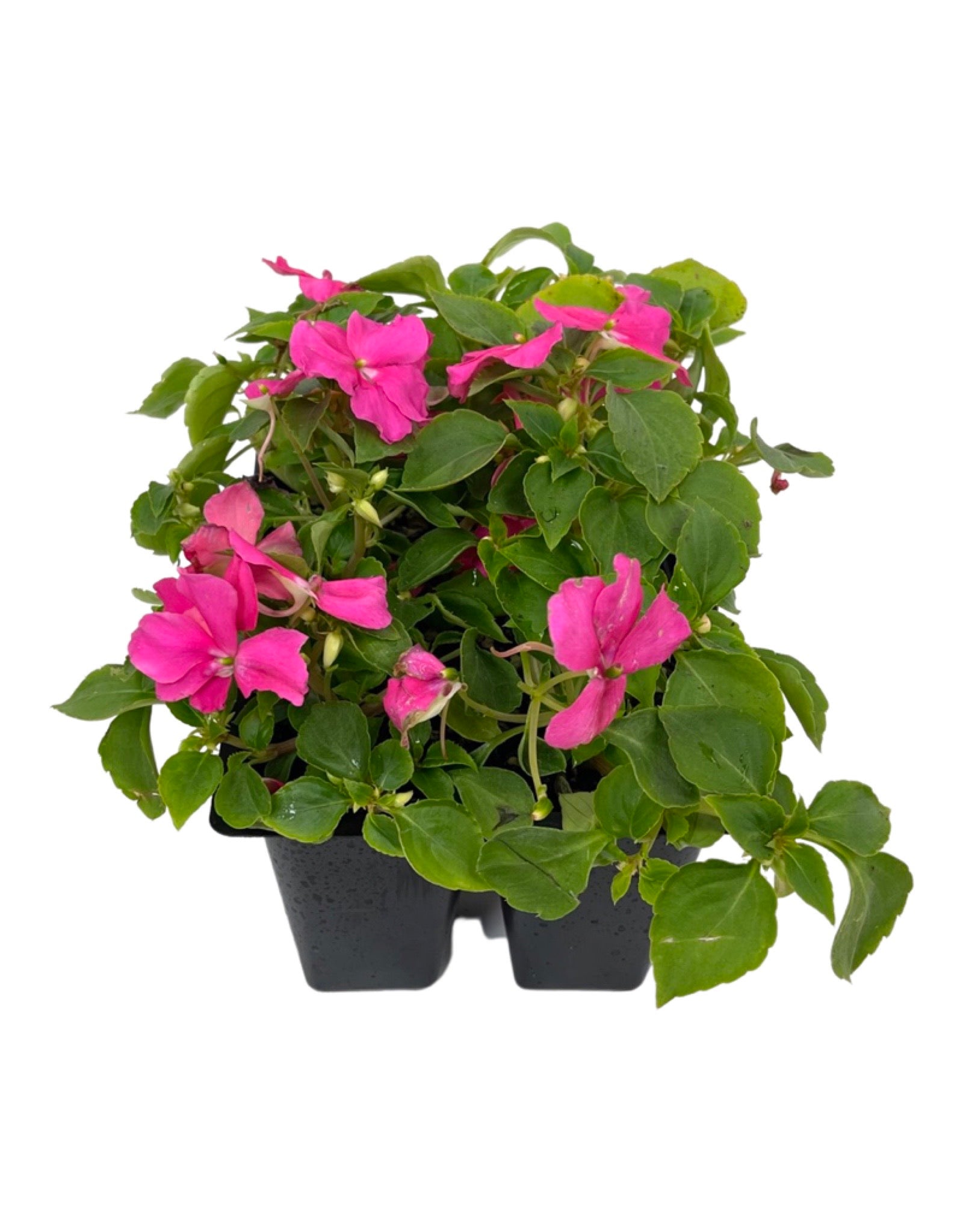 Impatiens 'Beacon Rose' Jumbo Traypack – The Garden Corner