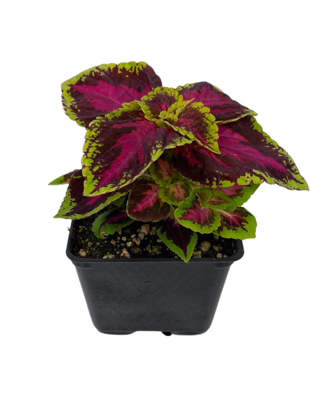 Coleus 'French Quarter' 4 Inch – The Garden Corner