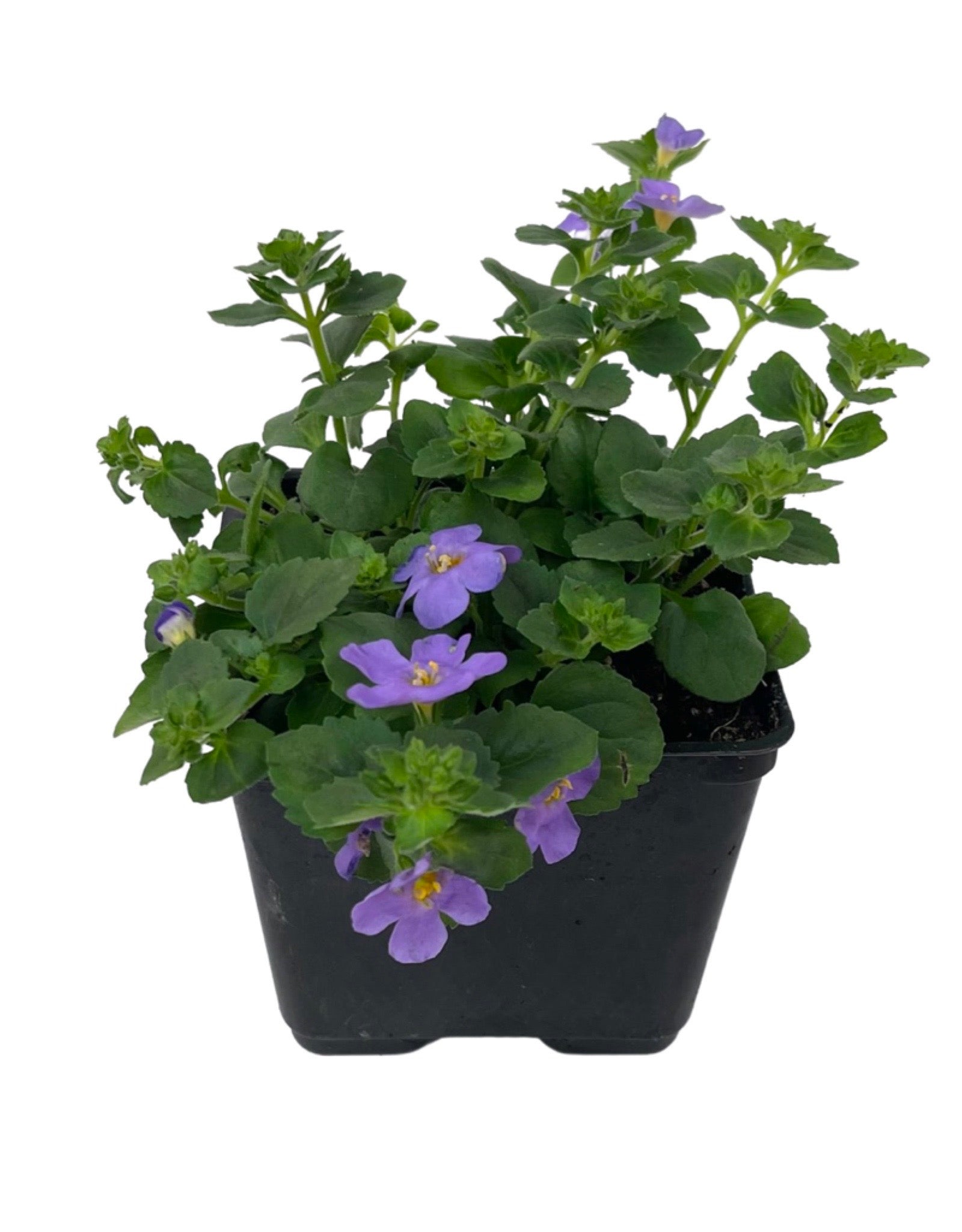 Bacopa €˜MegaCopa Blue 4 Inch – The Garden Corner