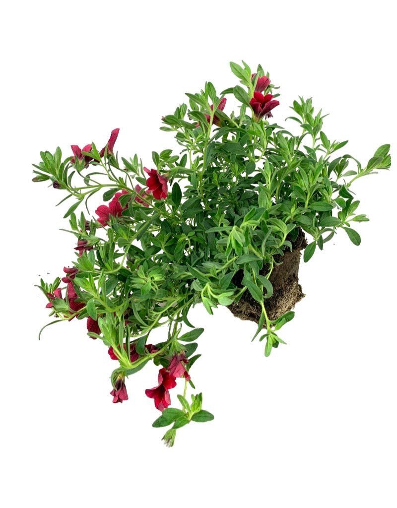 Calibrachoa 'Bloomtastic Cherry' – The Garden Corner