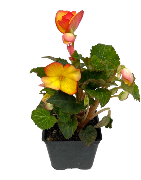 Begonia 'Nonstop Fire' – The Garden Corner