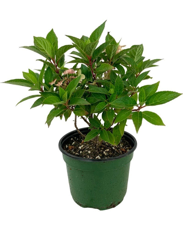 Hydrangea paniculata 'Early Evolution' – The Garden Corner