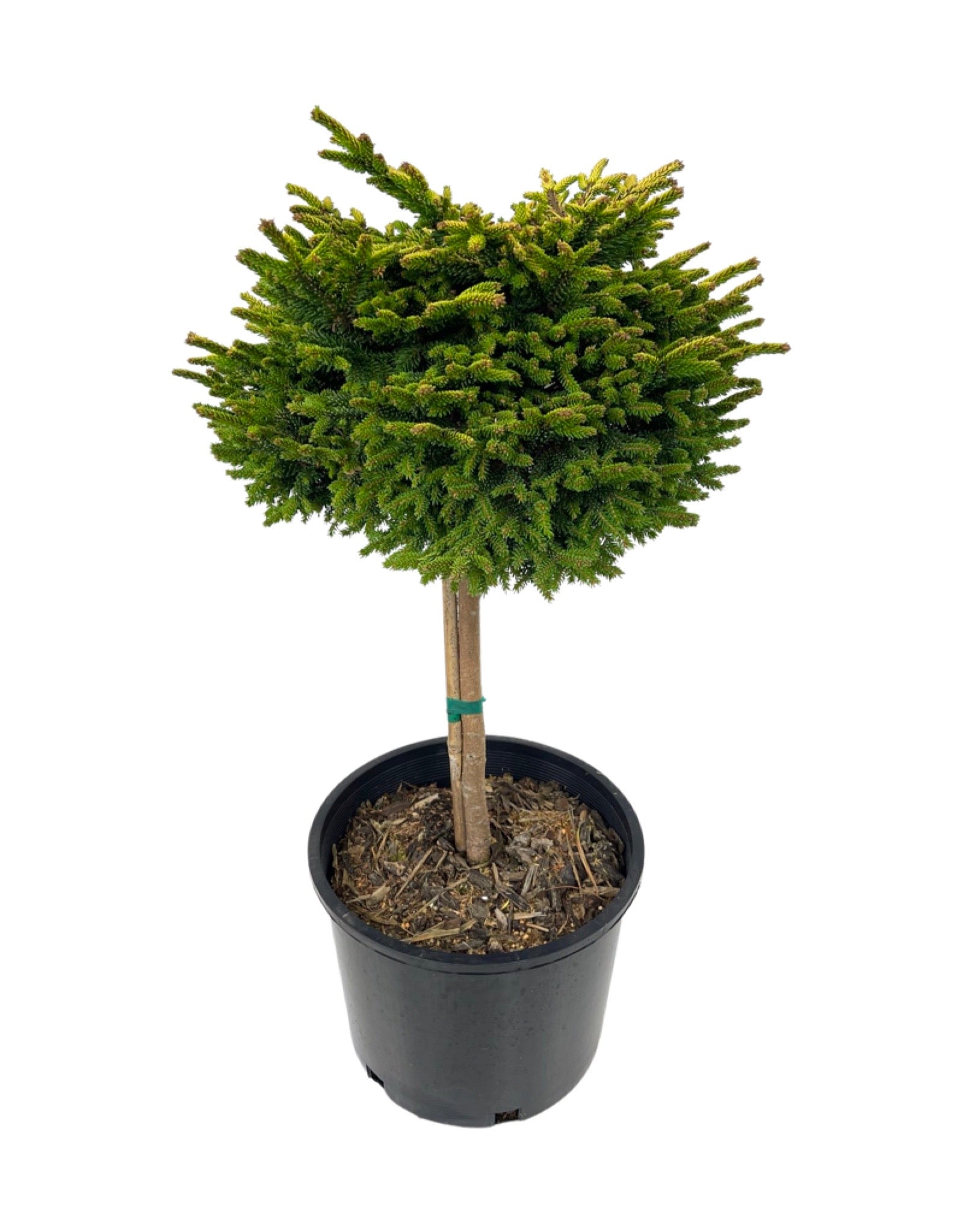 Picea orientalis 'Tom Thumb' 3 Gallon – The Garden Corner