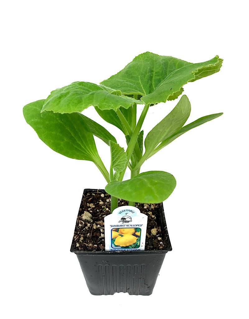Squash 'Sunburst Patty Pan' 4 inch – The Garden Corner