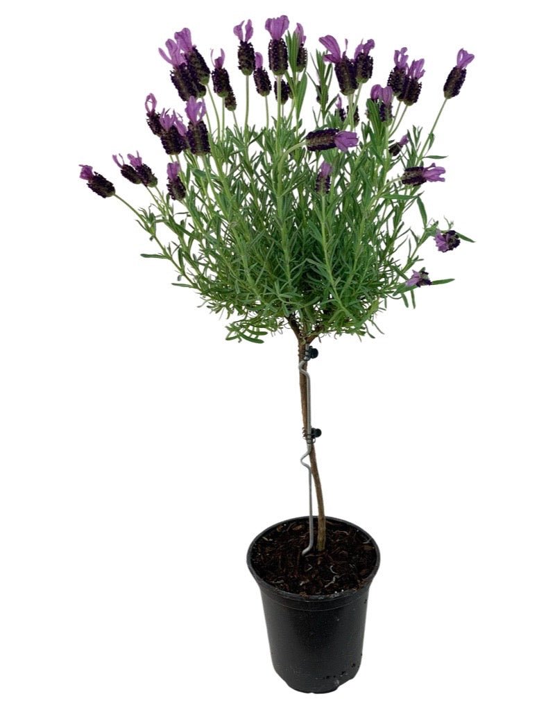 Lavandula Tree 1 Gallon – The Garden Corner