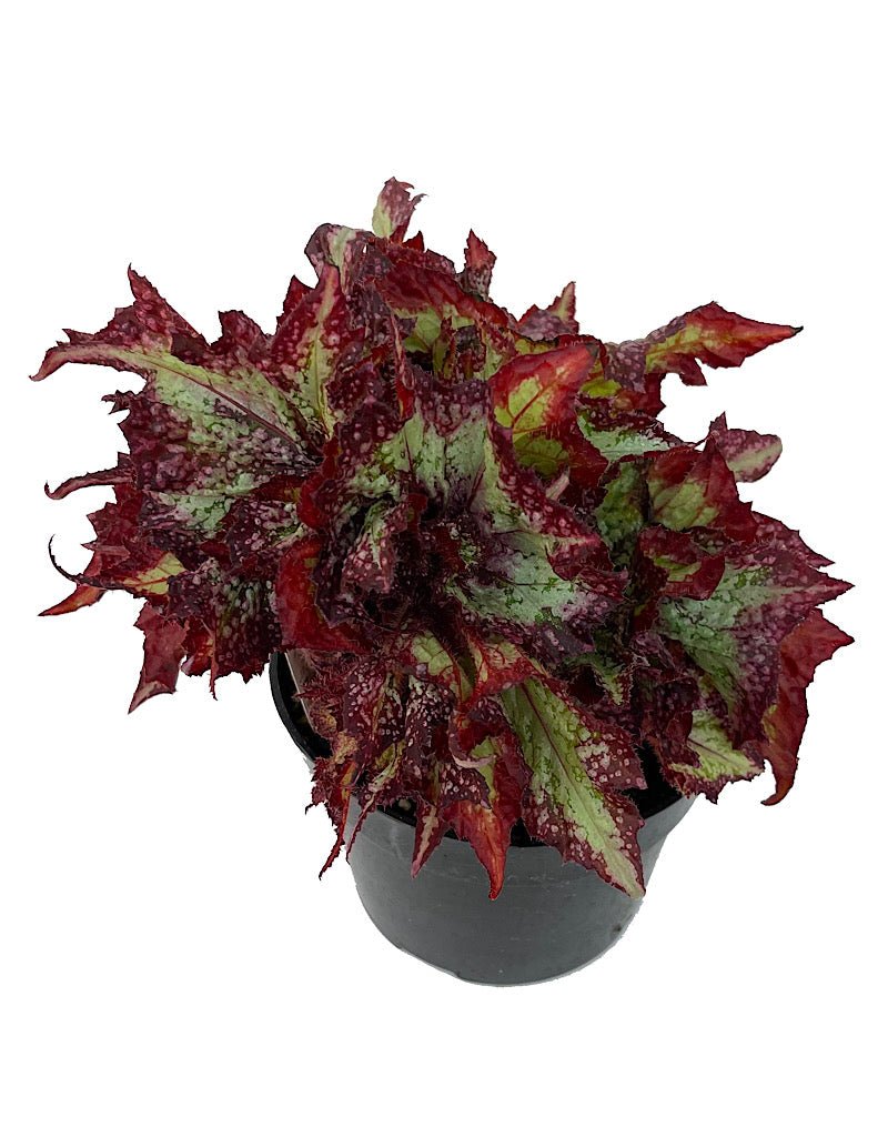 Begonia 'Nautilus Supreme' 6 Inch – The Garden Corner