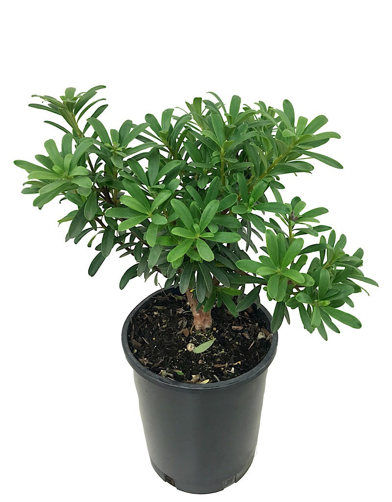 Daphne x transatlantica 'Eternal Fragrance' 1 Gallon – The Garden Corner