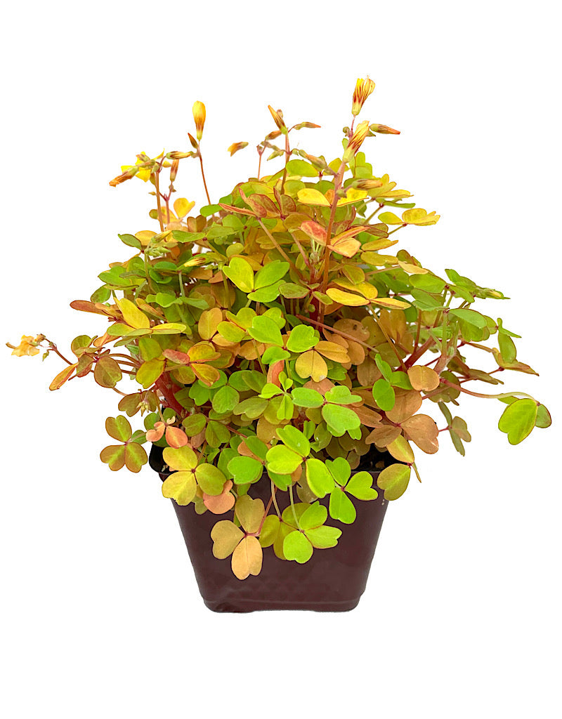 Oxalis 'Sunset Velvet' 4 Inch – The Garden Corner