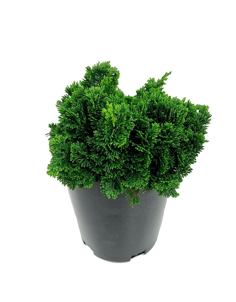 Chamaecyparis obtusa 'Hage' 1 Gal – The Garden Corner