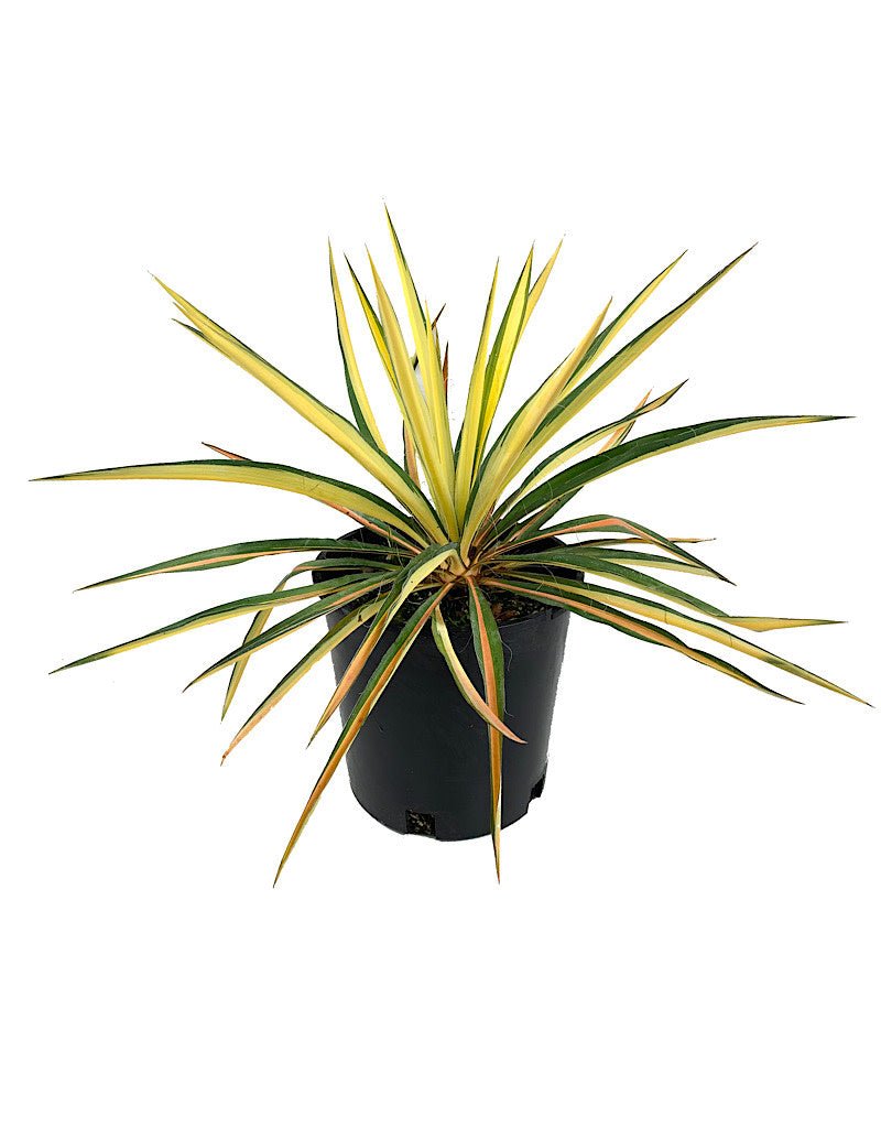 Golden Sword Yucca Plant - Stunning and Easy-Care Option – The Garden ...