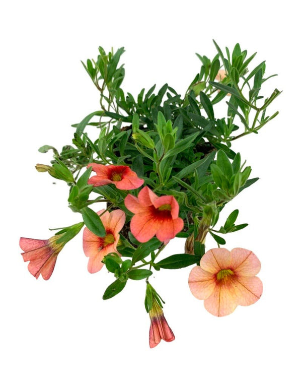 Calibrachoa 'Callie Mango' 4 Inch – The Garden Corner