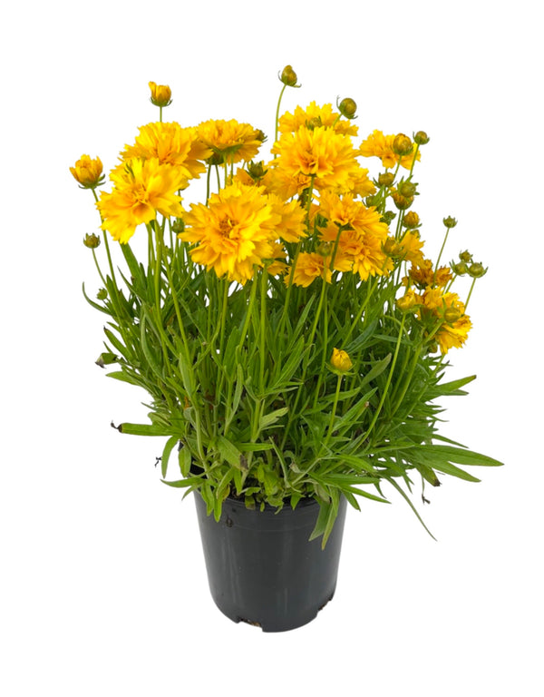 Coreopsis 'Double the Sun' 1 Gallon – The Garden Corner