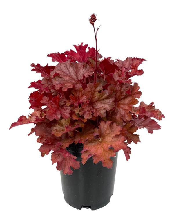 Heuchera 'Ruby Tuesday' – The Garden Corner