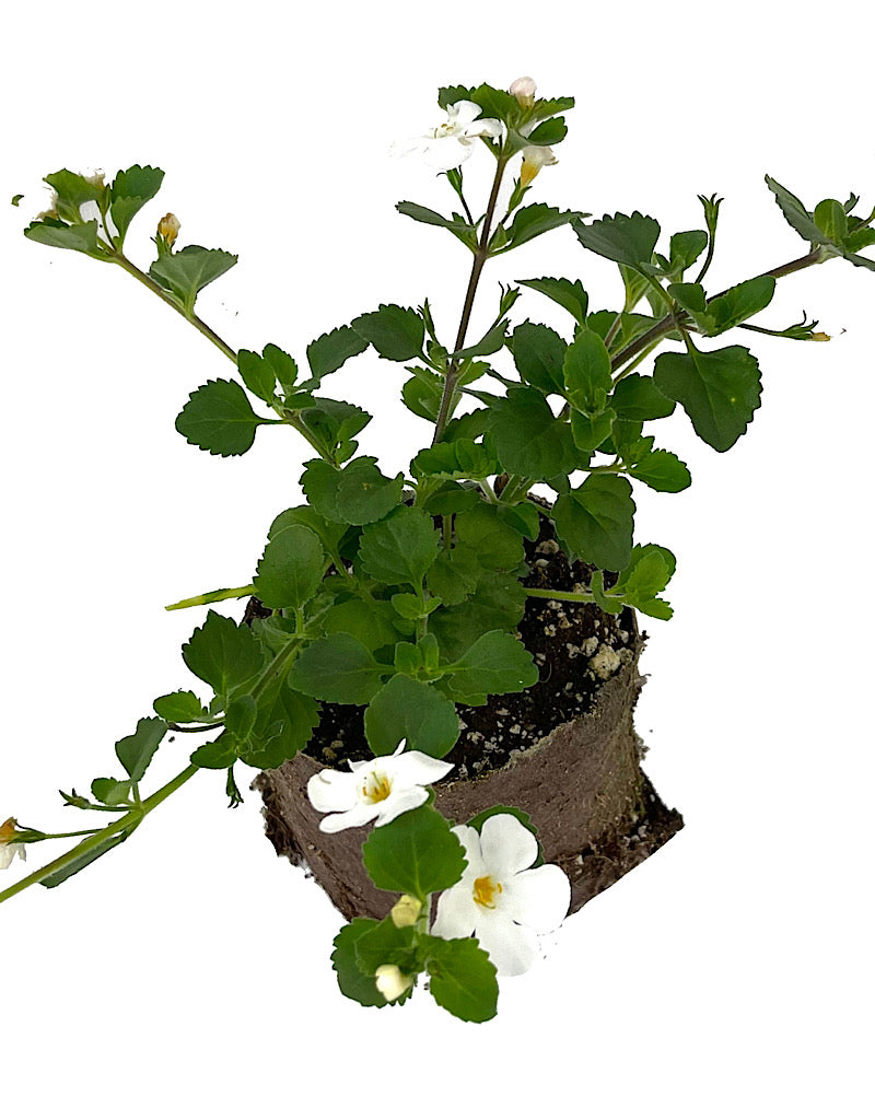 Bacopa €˜MegaCopa White 4 Inch – The Garden Corner