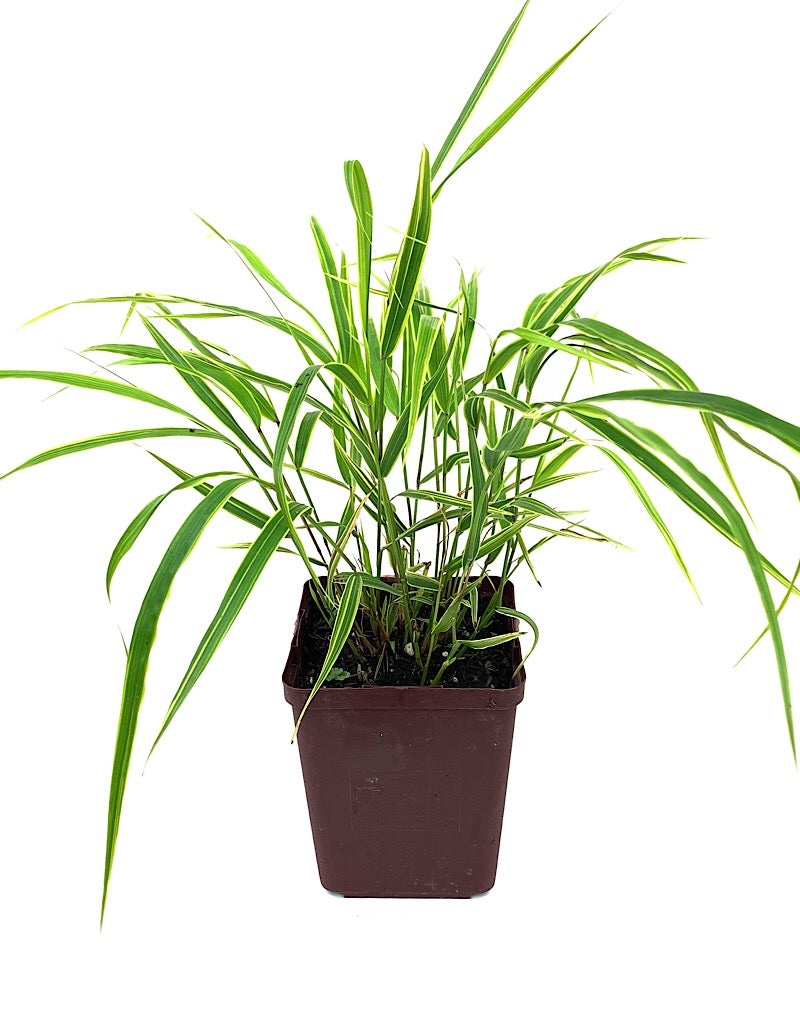 Hakonechloa macra 'Albostriata' Quart – The Garden Corner
