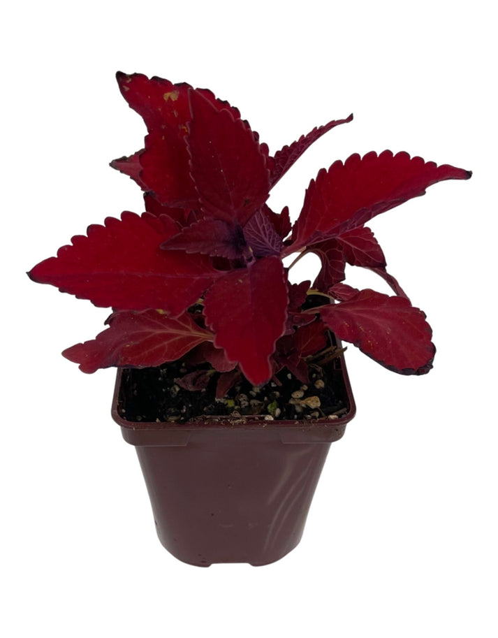 Coleus 'Ruby Slipper' 4 Inch – The Garden Corner