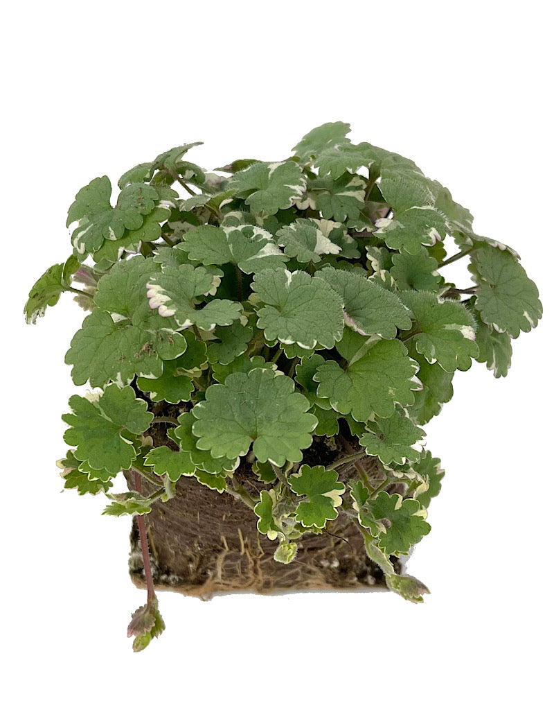Glechoma hederacea 'Variegata' – The Garden Corner