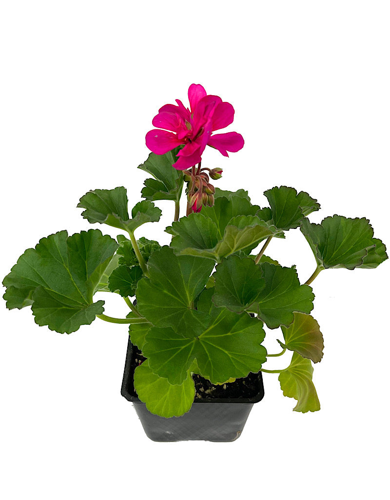 Geranium Zonal 'Tango Violet' – The Garden Corner
