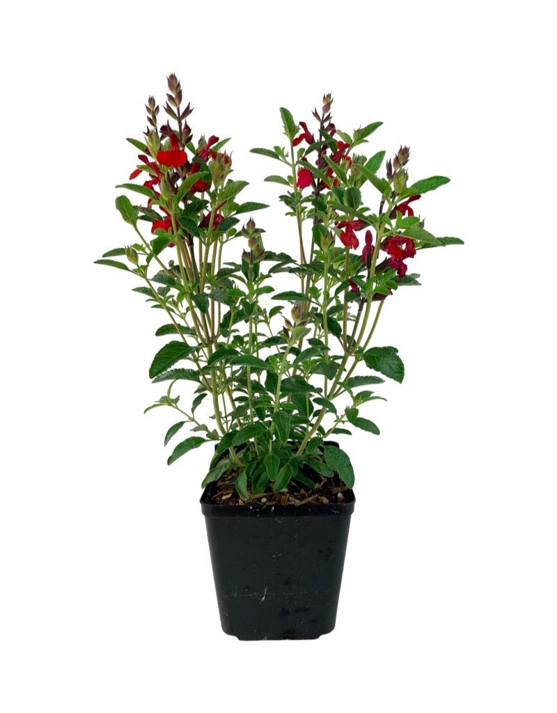 Salvia greggii 'Radio Red' 1 Gallon – The Garden Corner