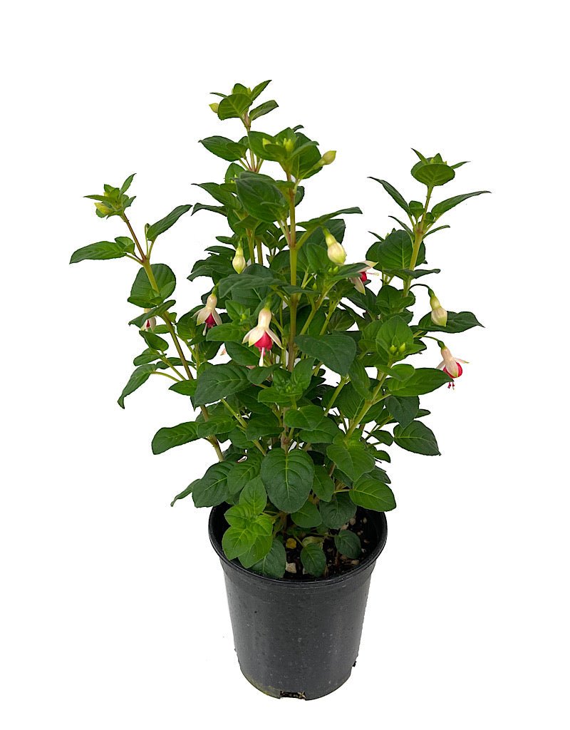 Fuchsia 'Galadriel' – The Garden Corner