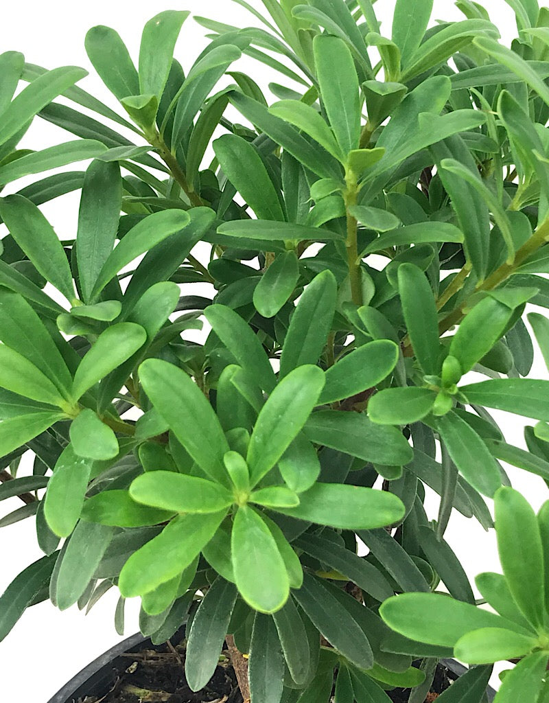 Daphne x transatlantica 'Eternal Fragrance' 1 Gallon – The Garden Corner