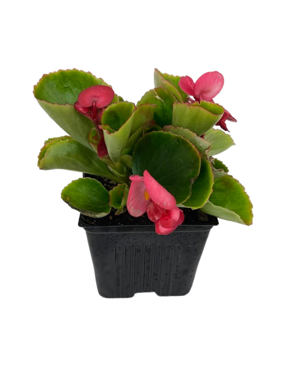Begonia 'Ambassador Rose' – The Garden Corner
