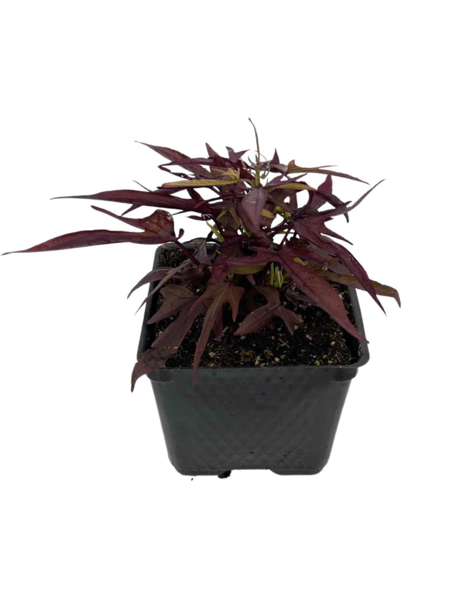 Ipomoea 'Spotlight Red 4 Inch – The Garden Corner