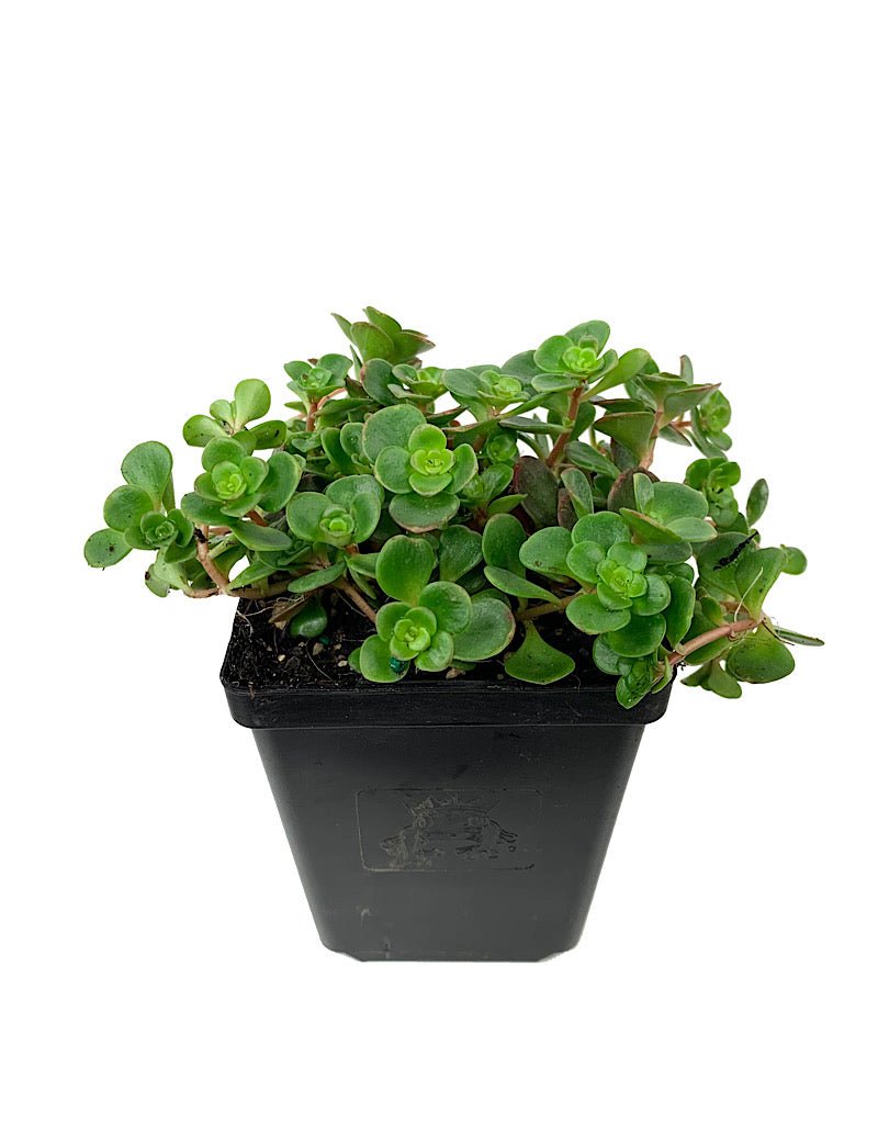 Sedum tetractinum 4 inch – The Garden Corner