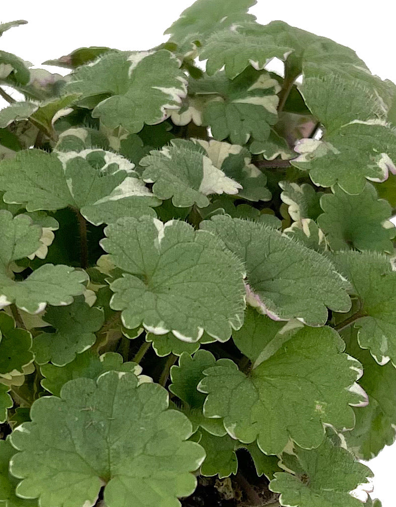 Glechoma hederacea 'Variegata' – The Garden Corner