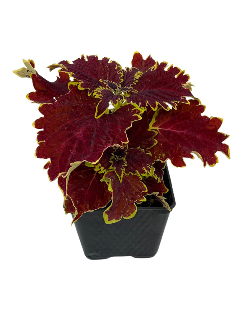 Coleus 'Vulcan' – The Garden Corner