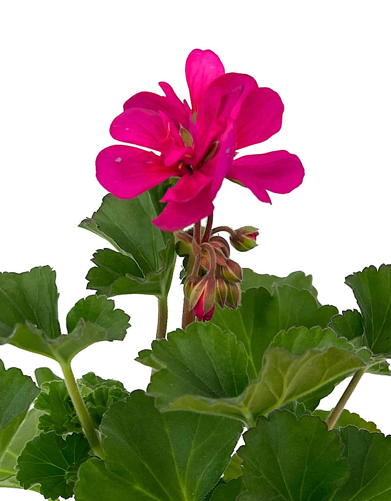 Geranium Zonal 'Tango Violet' 4 Inch – The Garden Corner