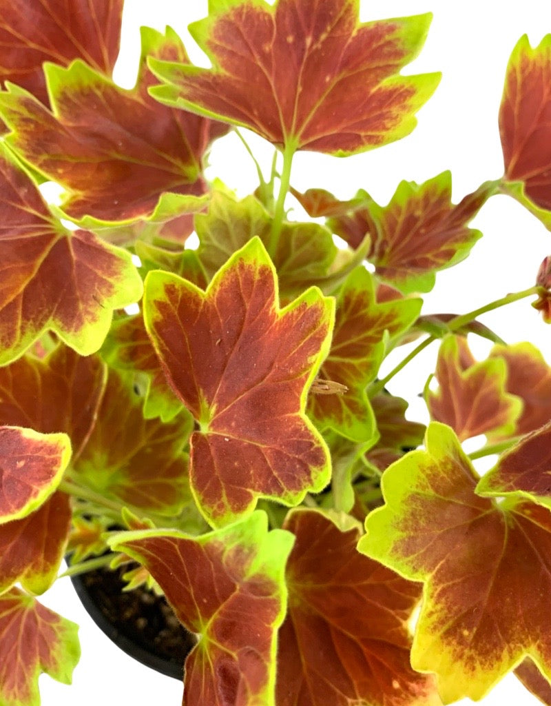 Geranium Fancy Leaf 'Vancouver Centennial' 5 Inch – The Garden Corner