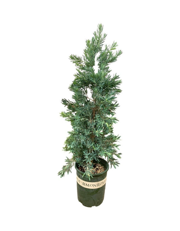 Podocarpus elongatus 'Icee Blue' – The Garden Corner