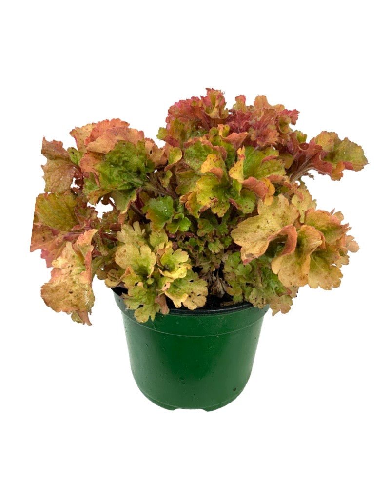 Heuchera 'Frilly' – The Garden Corner