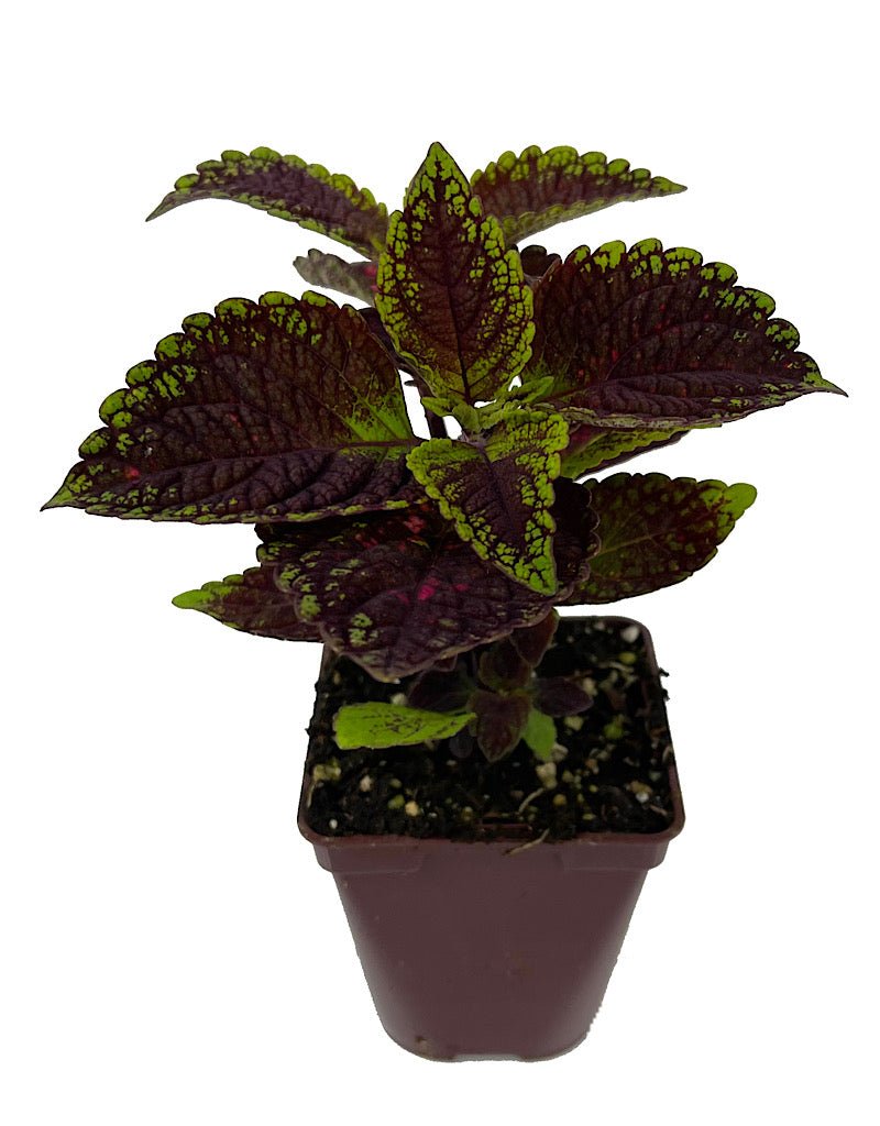 Coleus 'Solar Sunrise' 4 Inch – The Garden Corner