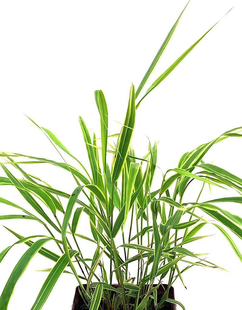 Hakonechloa macra 'Albostriata' Quart – The Garden Corner