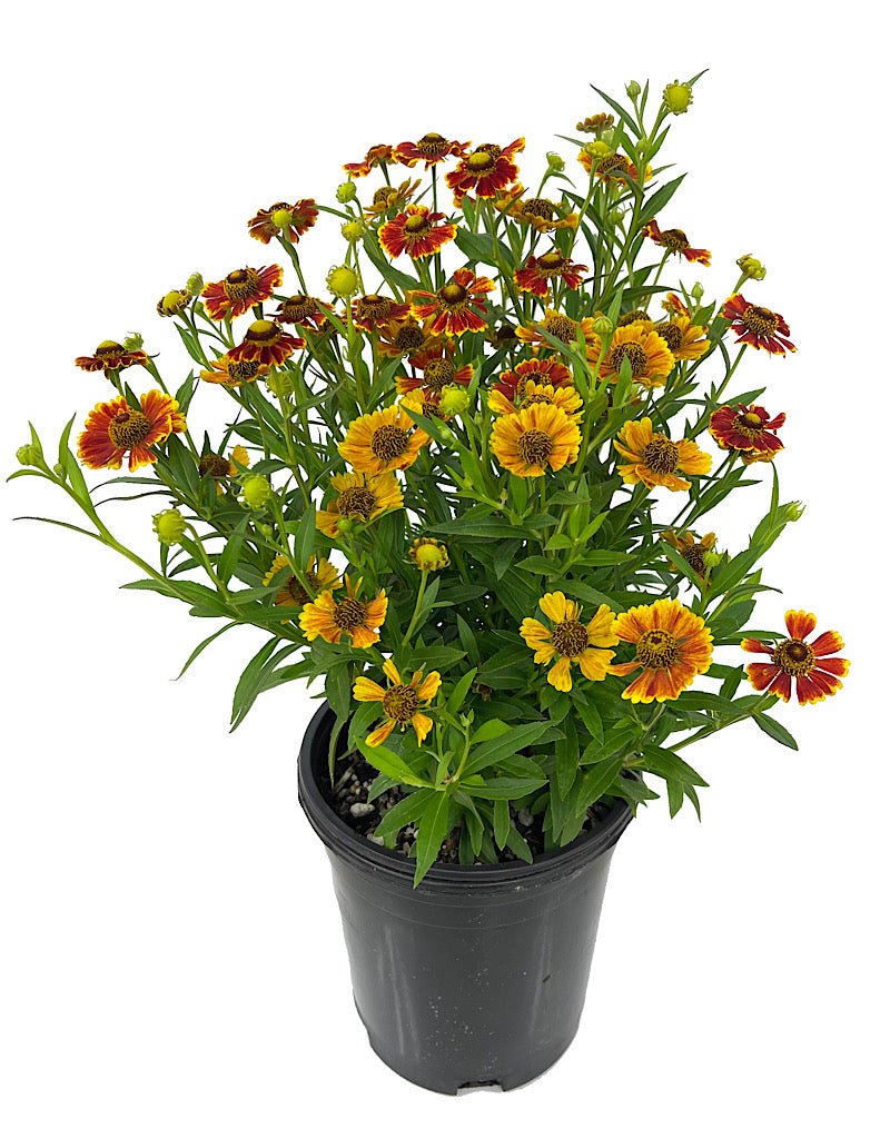 Helenium 'Salud Embers' – The Garden Corner